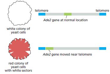 [Solved] Look at the two yeast colonies in Figure | SolutionInn