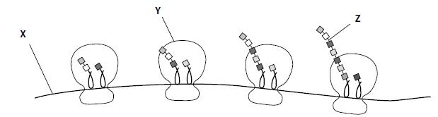 [Solved] The drawing shows a polyribosome. a. Name | SolutionInn