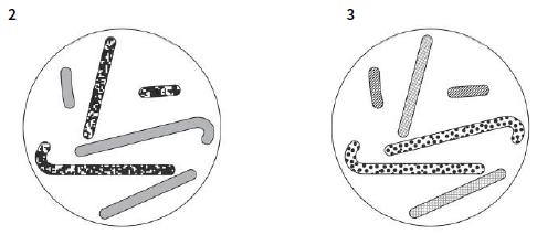 [Solved] Diagram 1 shows chromosomes in the nucleus of a diploid cell ...