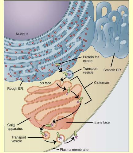 [Solved] Why does the cis face of the Golgi not fa | SolutionInn