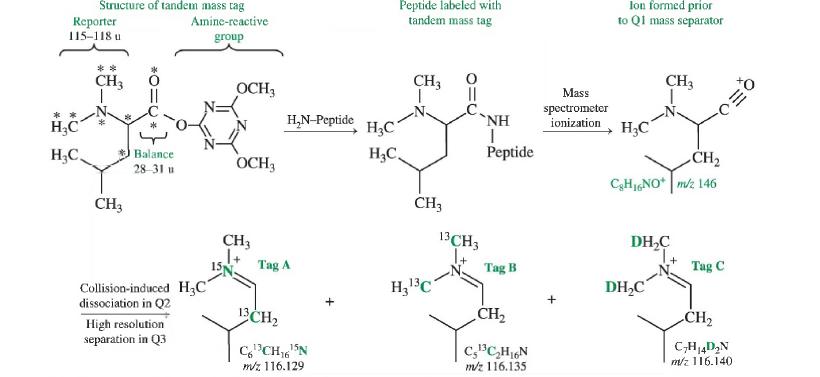 [Solved] Tandem mass tags. Tags A, B, and C in Fig | SolutionInn