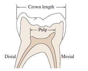 [Solved] The crown length (as shown below) of firs | SolutionInn