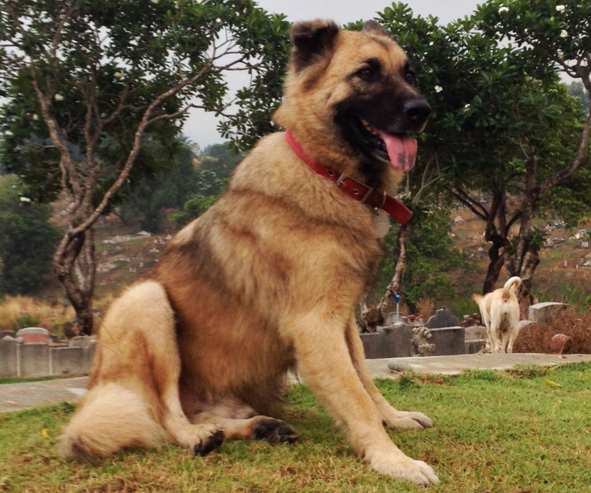 Off-Leash Puppy Training