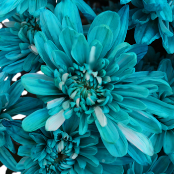 Akari on Toyhouse