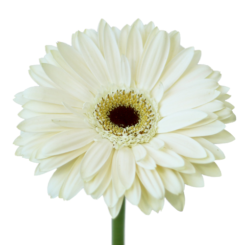 Off White Gerbera Daisy Flower
