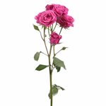 Dark Pink Bulk Spray Roses