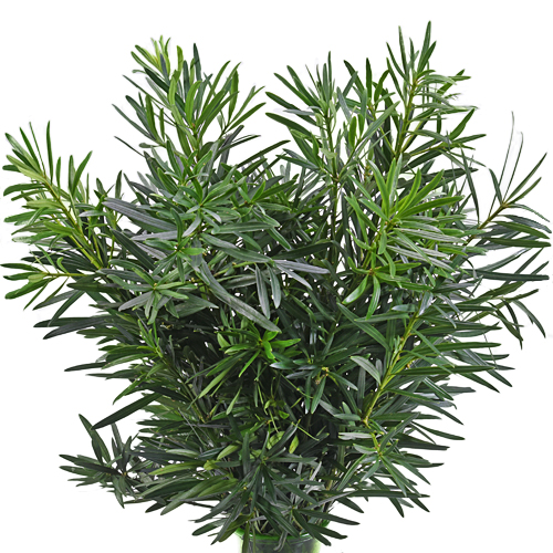 Podocarpus Greenery