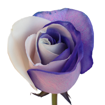 Purple And White Roses