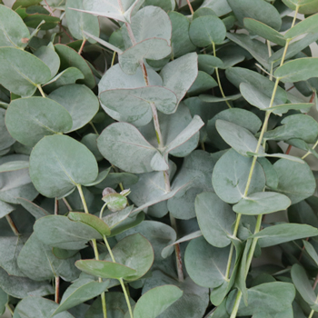 True Blue Eucalyptus Greens