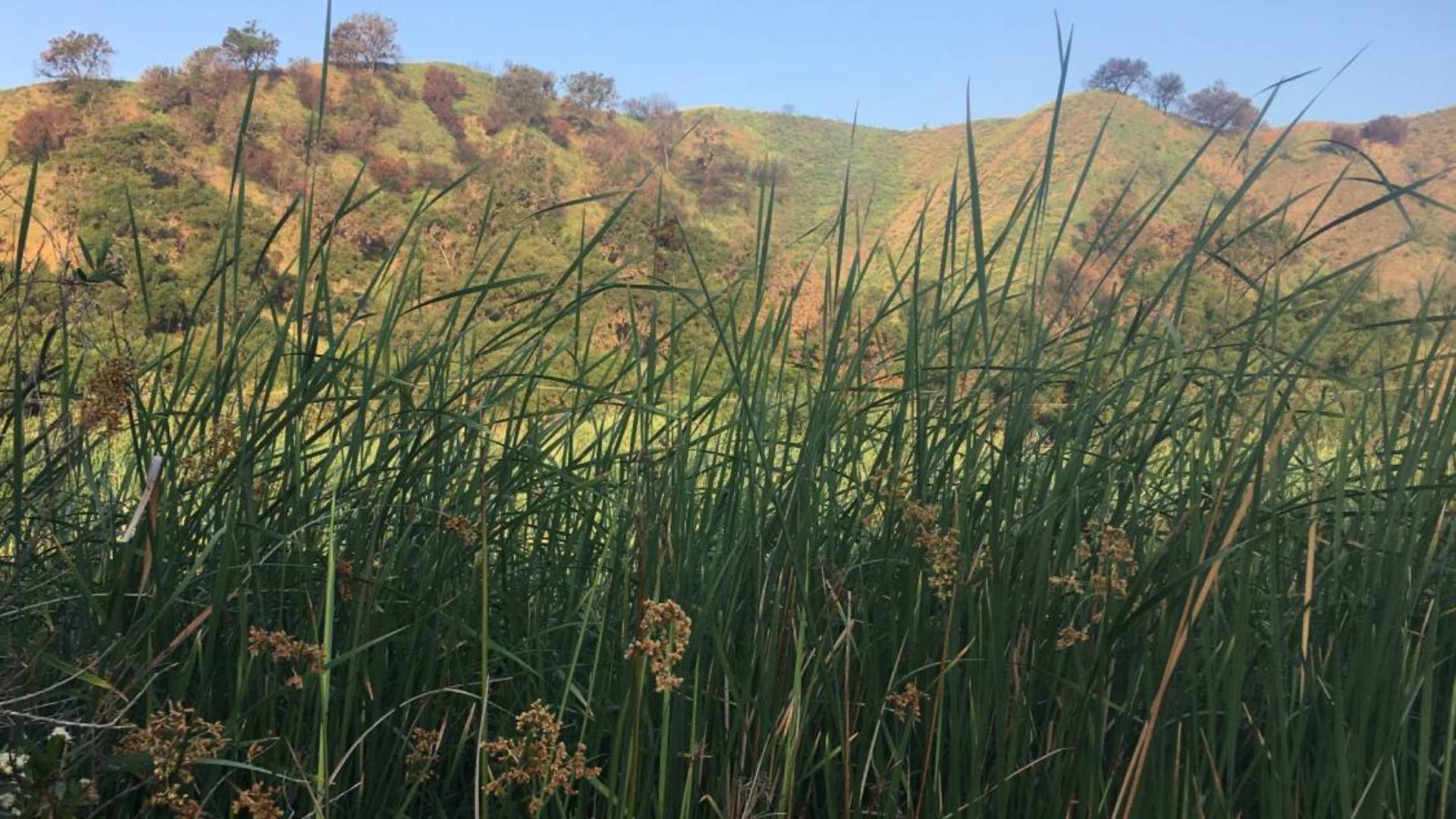 Council Members Santa Barbara - Barbareño Band of Chumash Indians