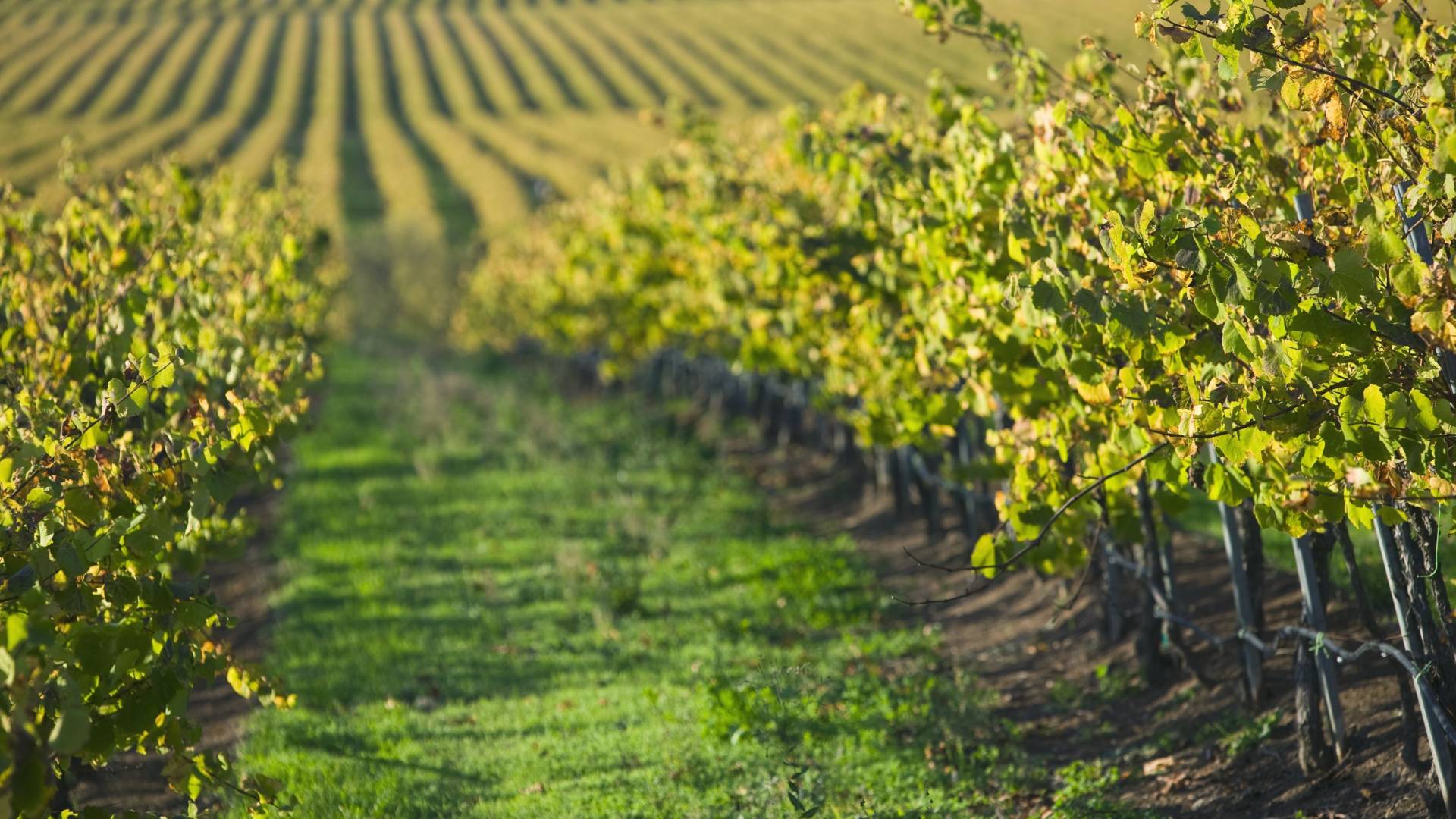 Santa Maria Best Craft Beer Fine Wines Tasting - The Good Life ...
