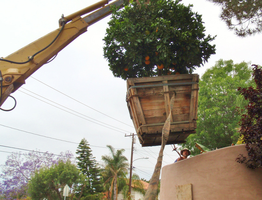 Home Food Forest - Wilson Environmental Contracting