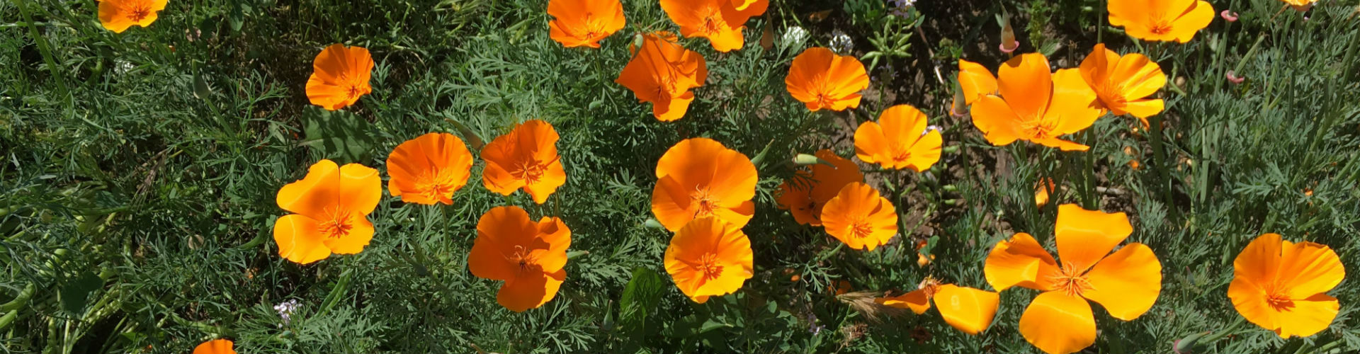 About Robin Masson Santa Barbara Mediation - Robin Masson, Mediator