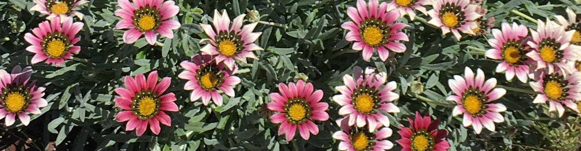 Santa Barbara Mediator Self Assessment Survey - Robin Masson, Mediator