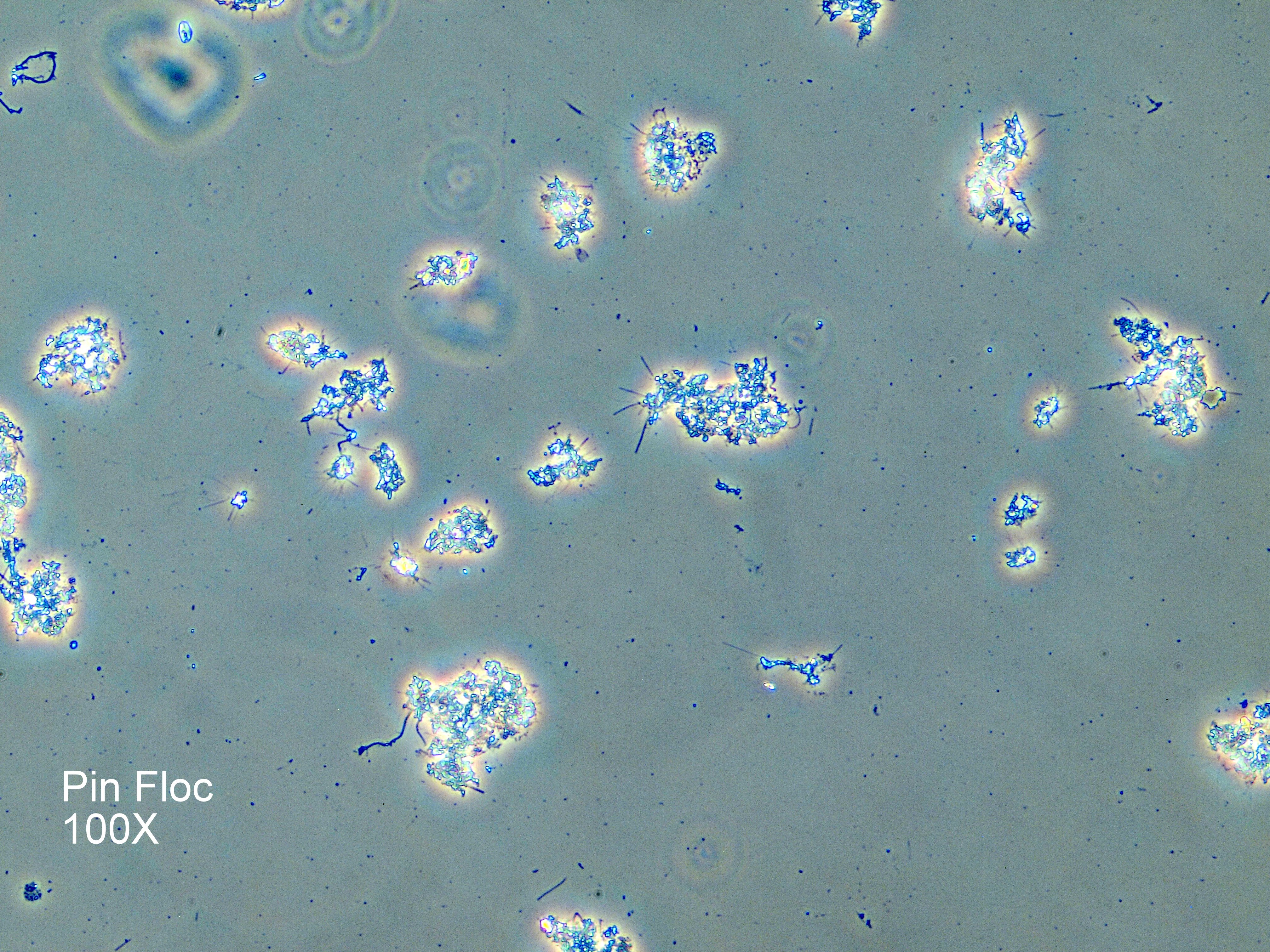 Microlife Gallery | 4G Environmental Corporation