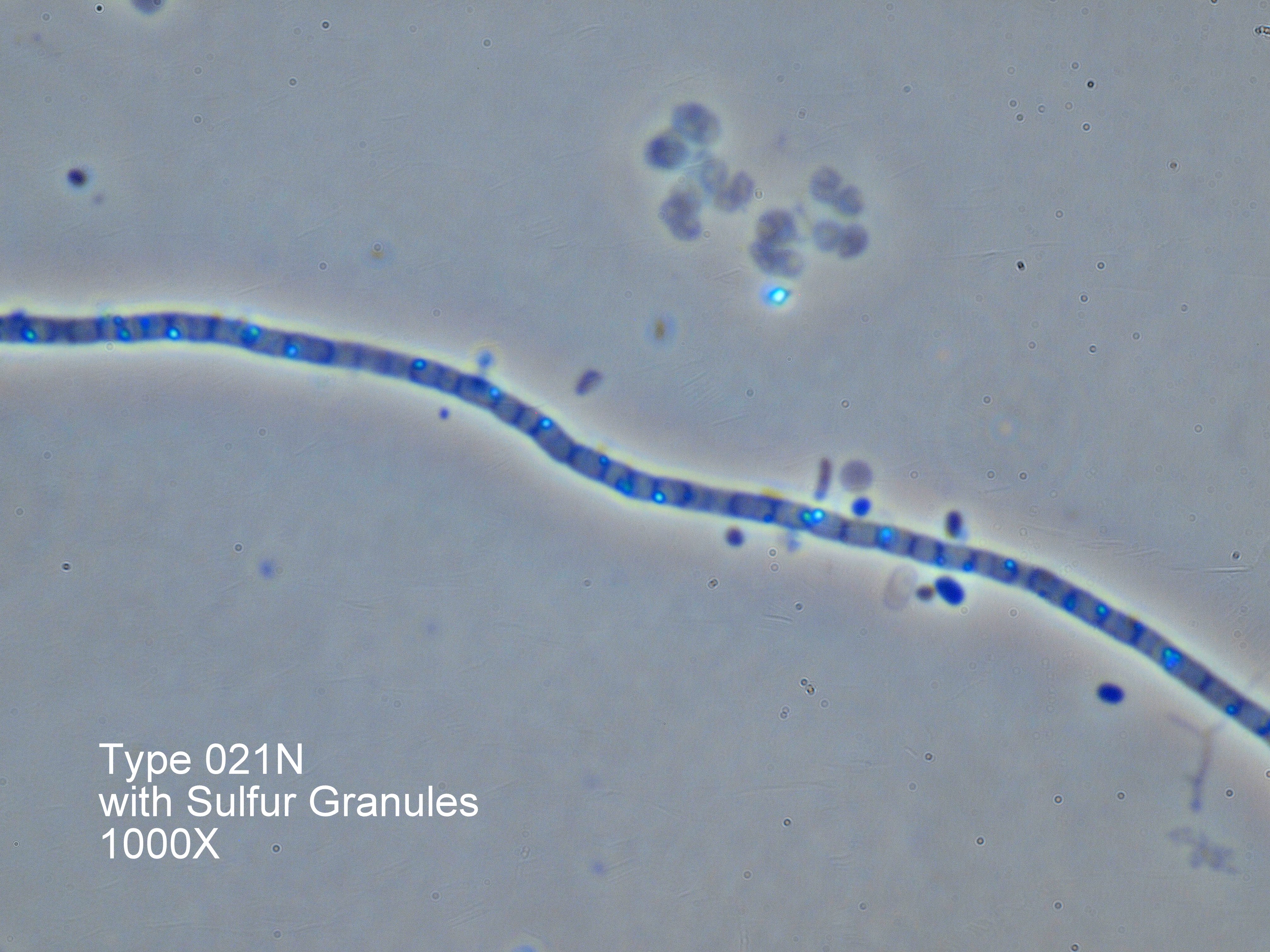 Microlife Gallery | 4G Environmental Corporation