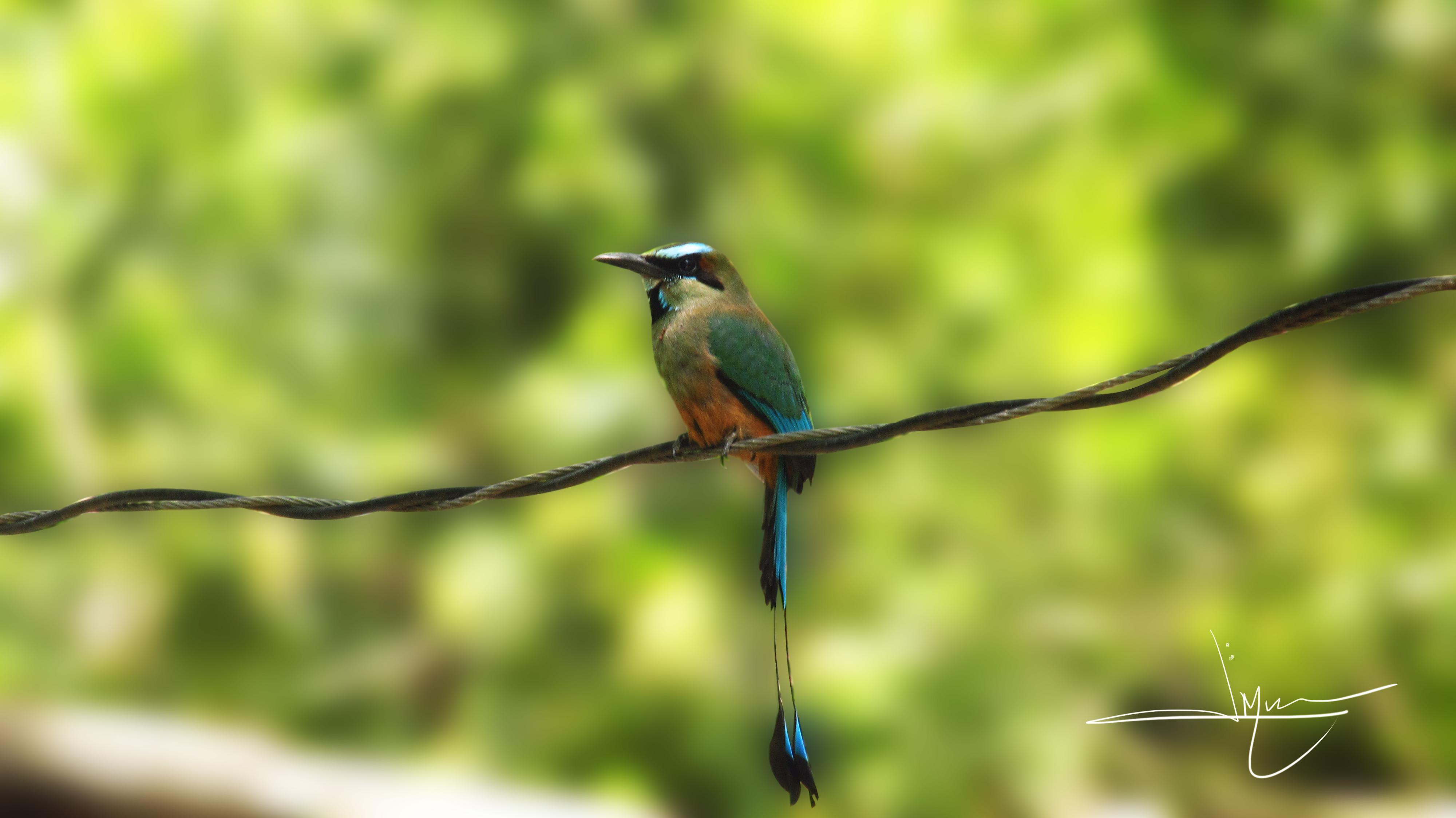 Guardabarranco Logo | Skillshare Student Project