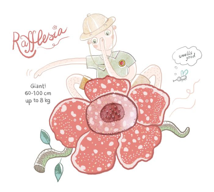 Rafflesia Drawing