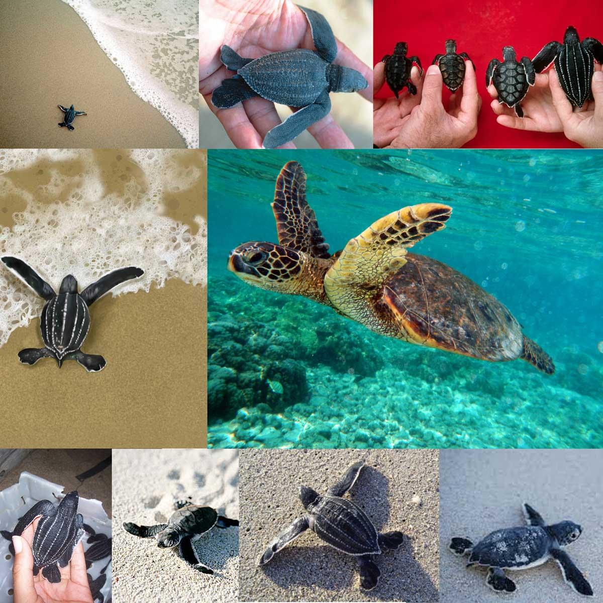 leatherback mark | Skillshare Student Project