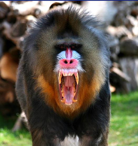 Mandrill Logo | Skillshare Student Project