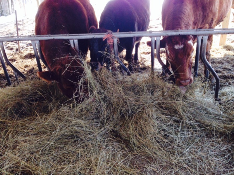 My Visit to a Cow Sanctuary. - Thrive Global