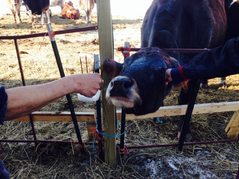 My Visit to a Cow Sanctuary. - Thrive Global