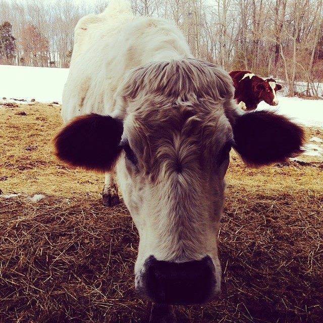 My Visit to a Cow Sanctuary. - Thrive Global