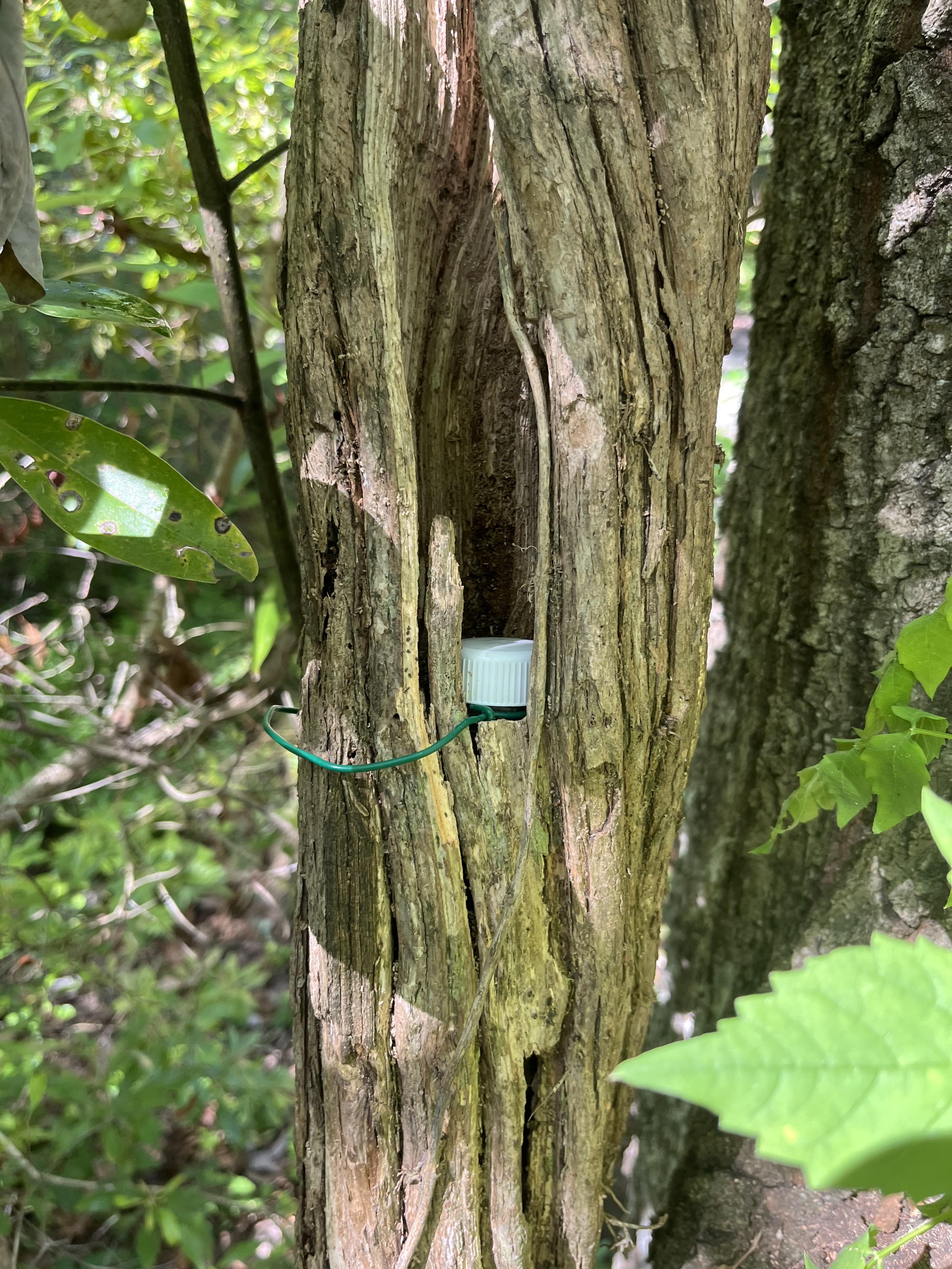 Earth Brown: 221 - in Hiller Park