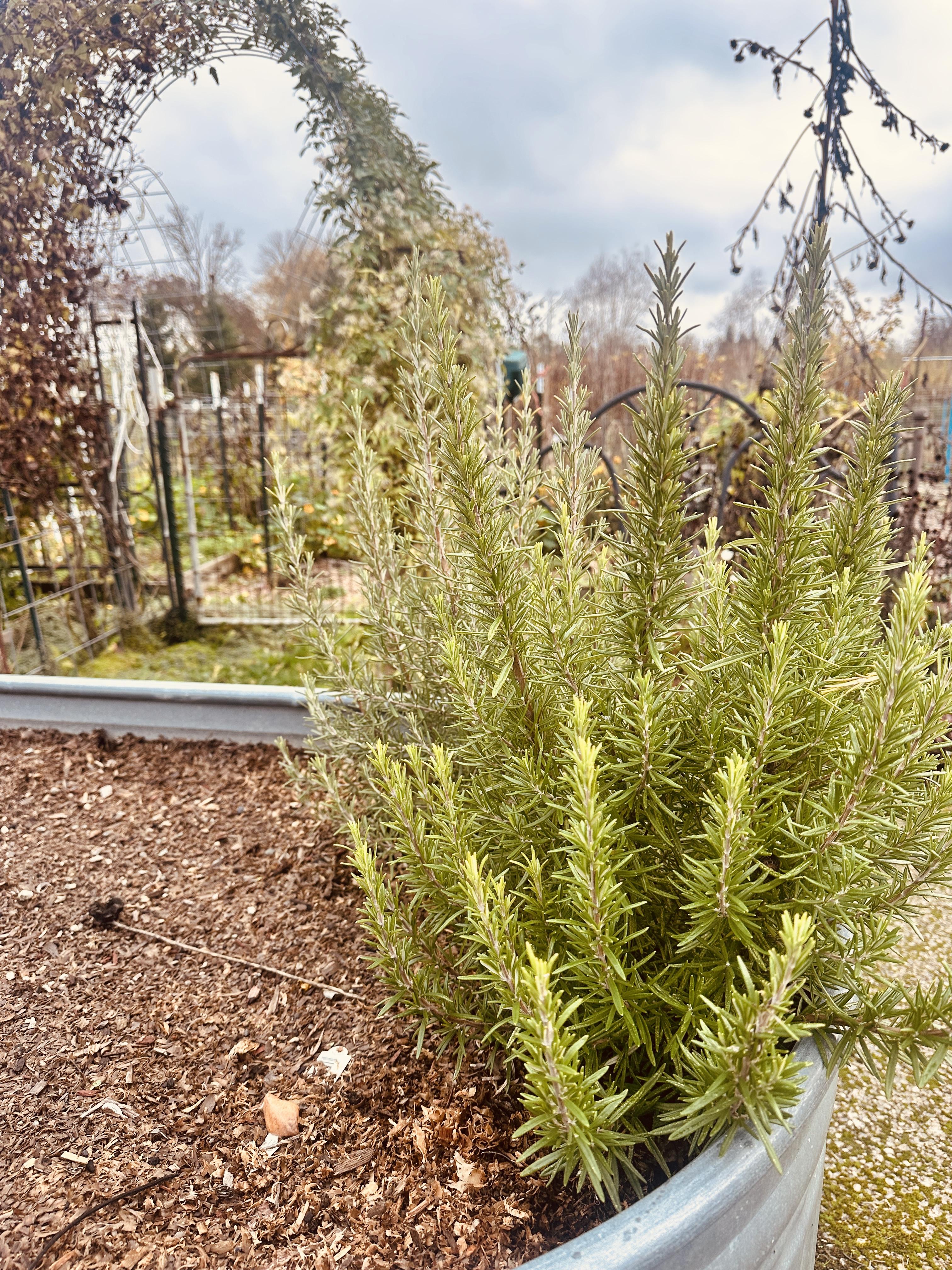 Cheshire Cat: 530 - Welcome to Blueberry Park