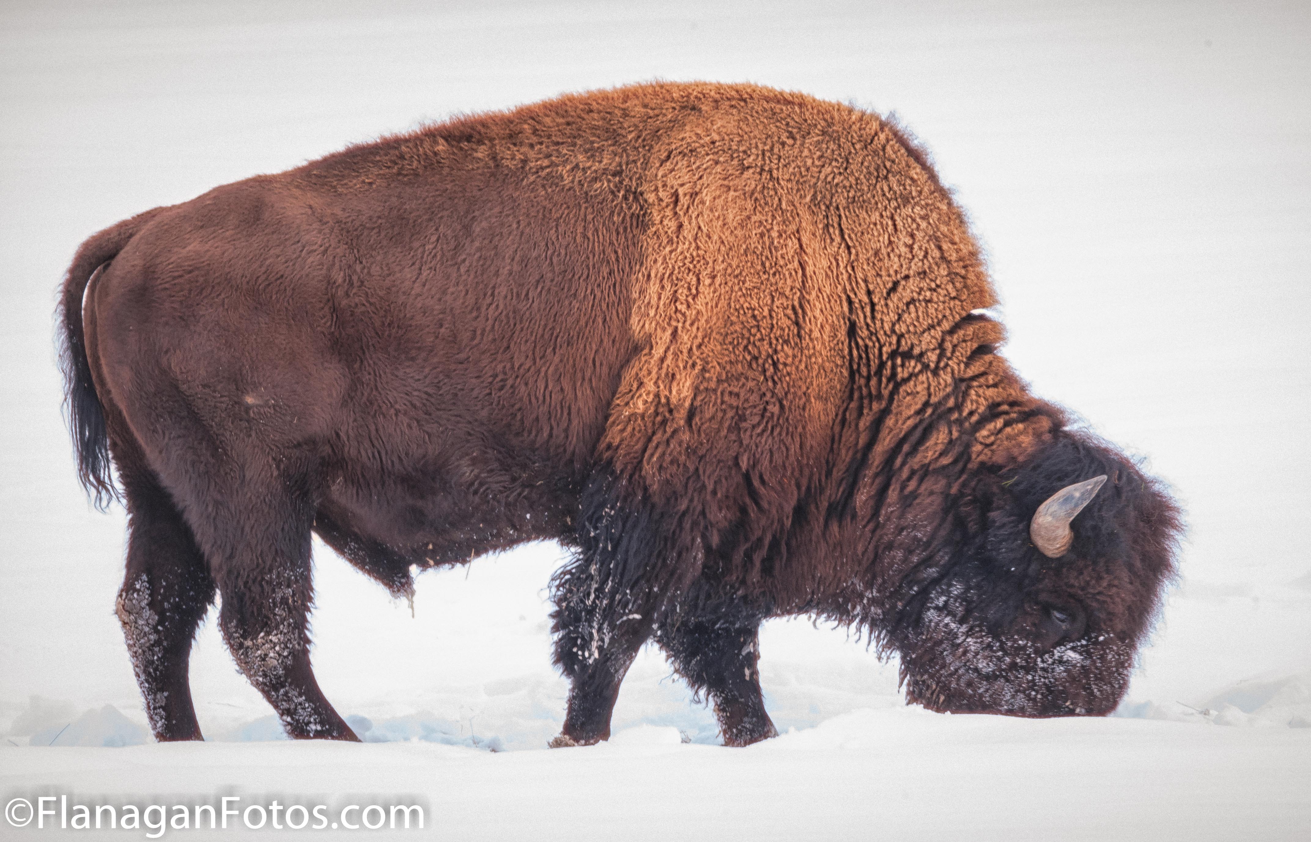 Bison hunting for food using his head as a shovel and his massive neck ...