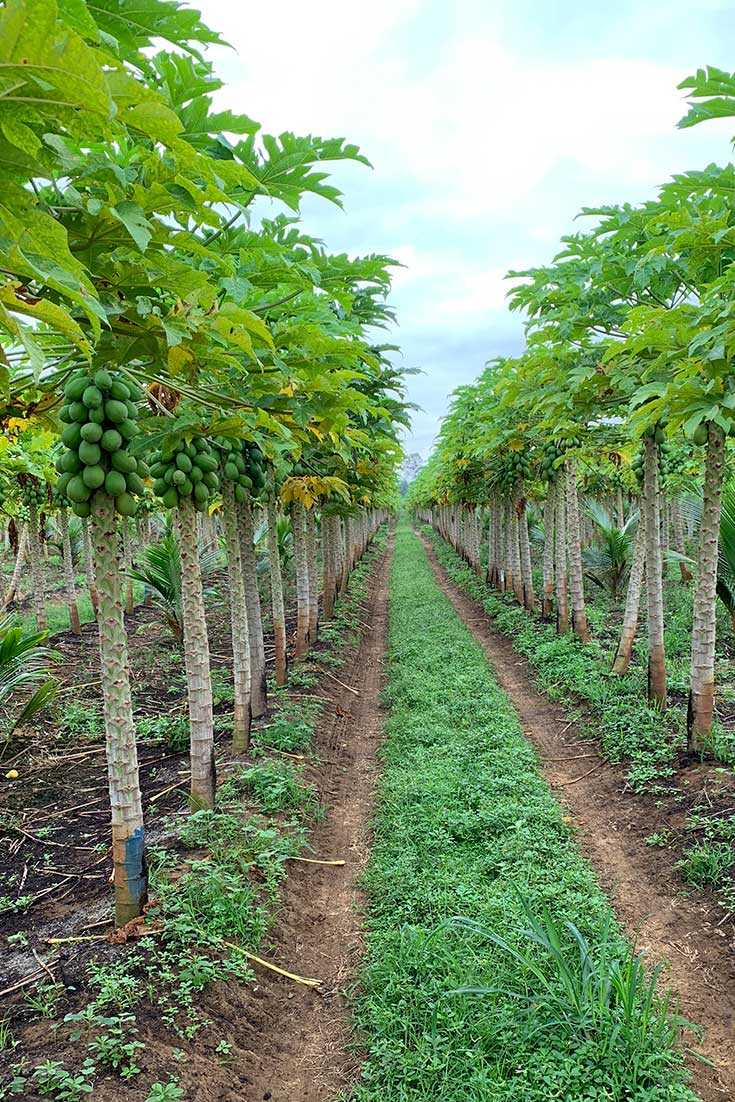 Papayas as far as the eye can see. Now that's a beautiful sight. See ...