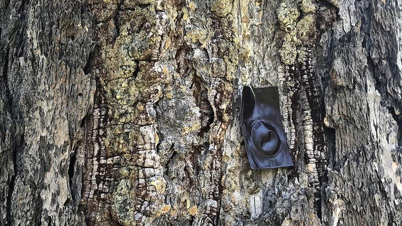 Spruce beetle protection pinned onto trees | CKPG Today