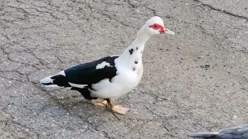 Man suffers head injury after duck attack | Vernon Matters