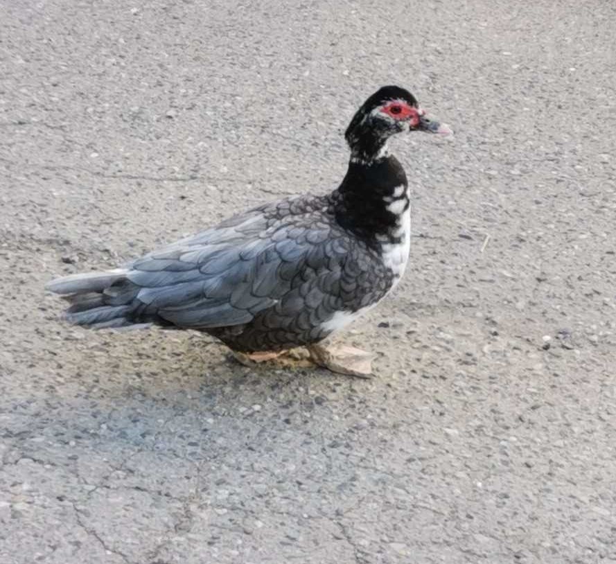Man suffers head injury after duck attack | Vernon Matters