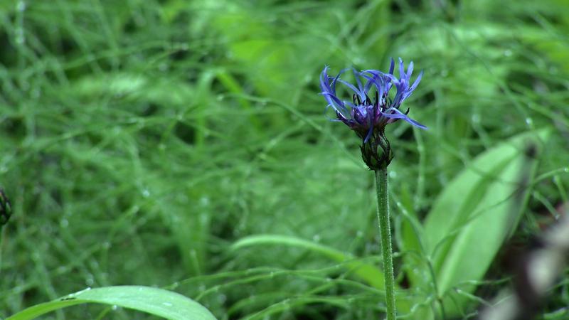 New invasive plant taking over | CKPG Today