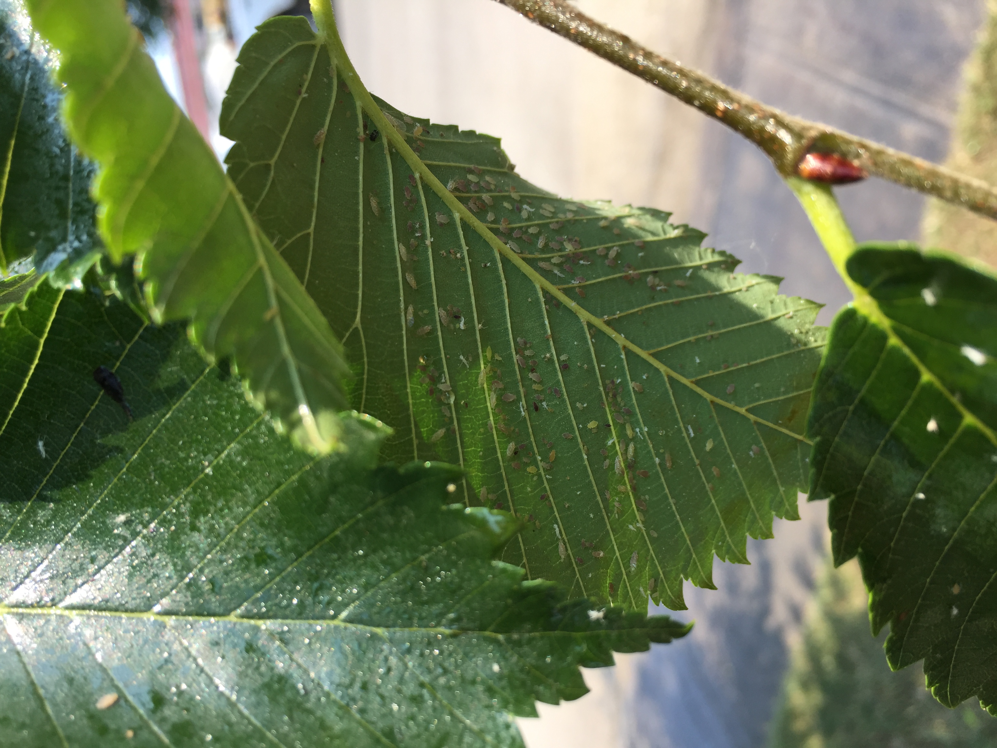 City advising residents to inspect trees for fireblight disease and elm ...