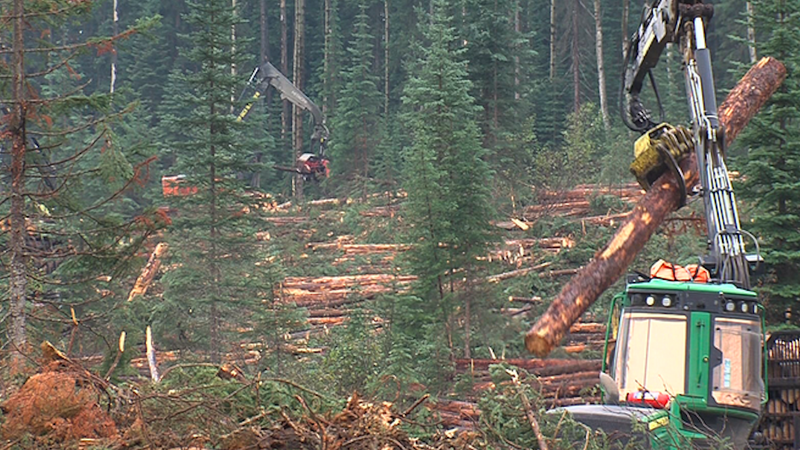 B.C. Forest Practices Board looks over accomplishments in 2019-20 year ...