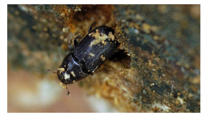 Alberta gets $60M from Ottawa to battle Mountain Pine Beetle | CHAT ...