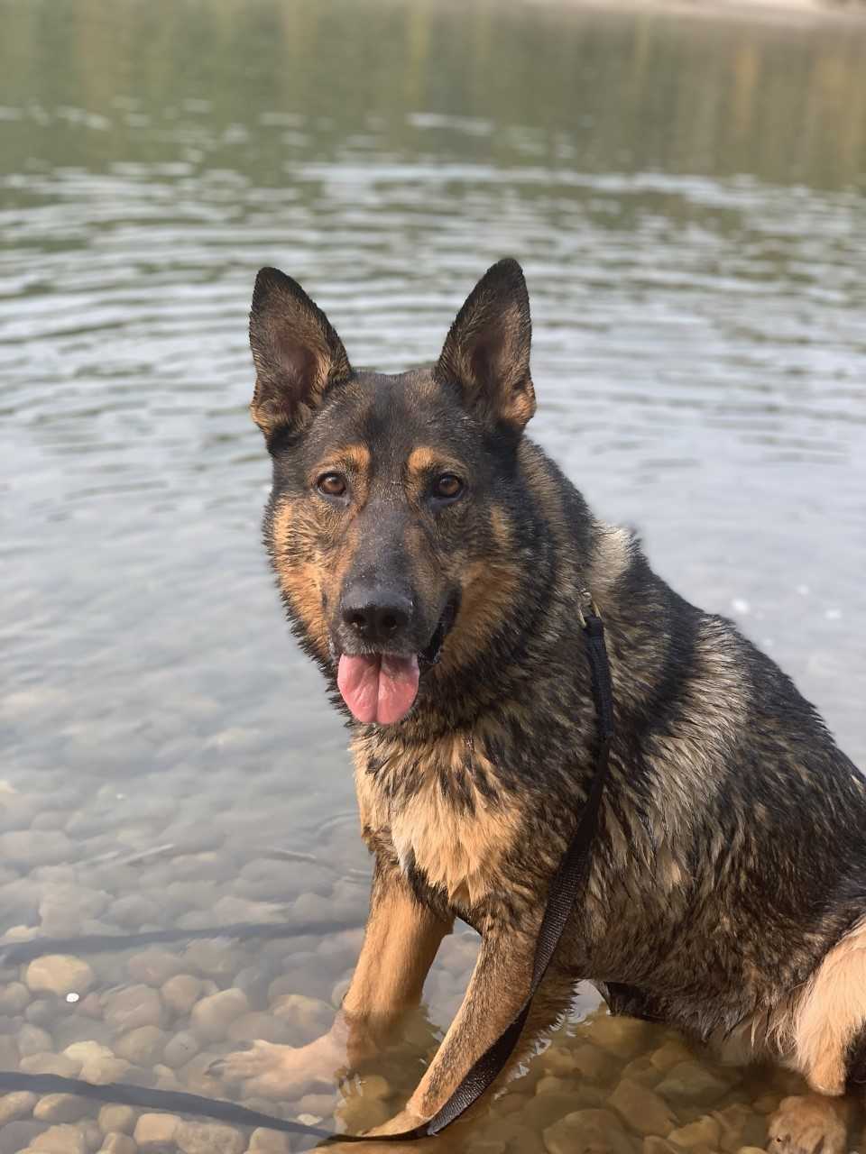 Alberta RCMP police dogs captured over 900 suspects in 2020 | rdnewsnow.com