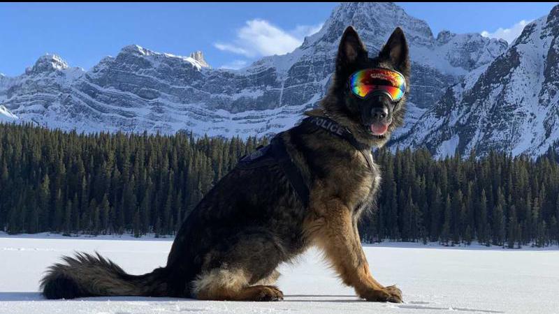 Alberta RCMP police dogs captured over 900 suspects in 2020 | EverythingGP