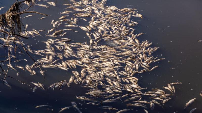 Winterkill deemed cause of death for mass of fish from Bear Lake ...