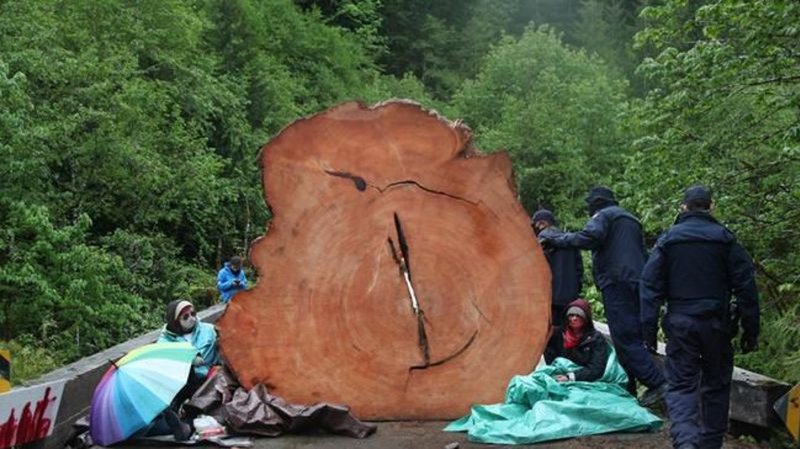 Mounties return to enforce injunction against anti-logging camp on ...