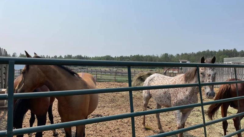 Red River Roping and Riding Arena providing free boarding of animals ...