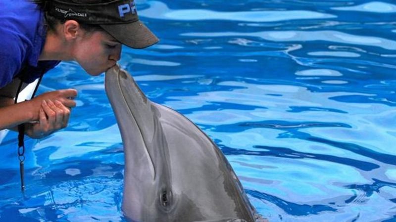 Beloved ‘Dolphin Tale’ star Winter died of twisted intestine | EverythingGP