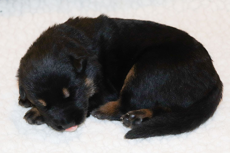 Help Alberta RCMP name the puppies that will become police dogs ...