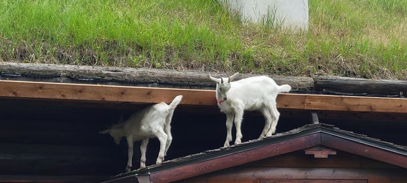 Norwegian Laft Hus Society says ‘Tusen takk’ at 35th annual festival ...