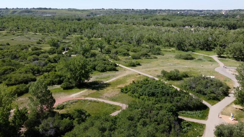 Plant ID Walks in Police Point Park | CHAT News Today