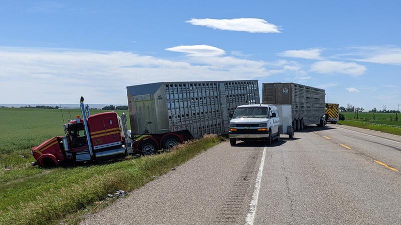 Highway 5 closed after semi-truck hauling pigs hits the ditch ...