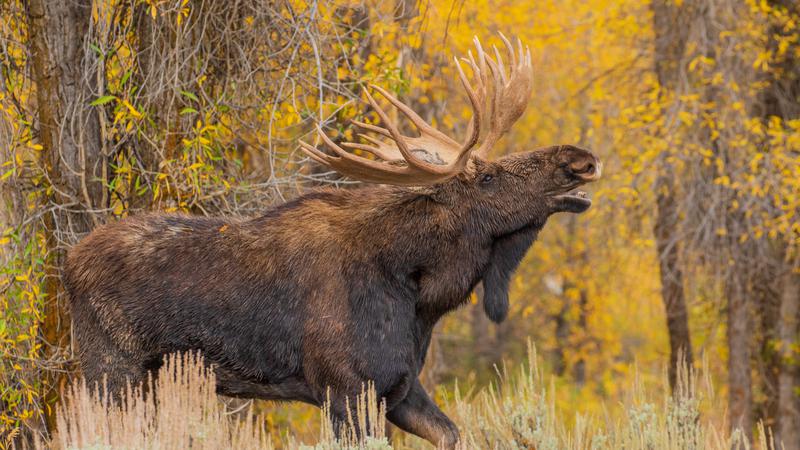 Local outfitter says big game animal population is up | EverythingGP