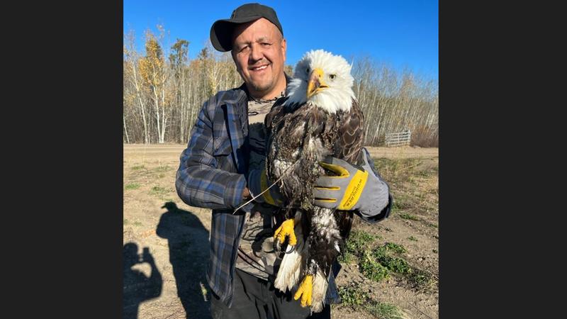 Rescued eagle deemed healthy and released back into wild | larongeNOW